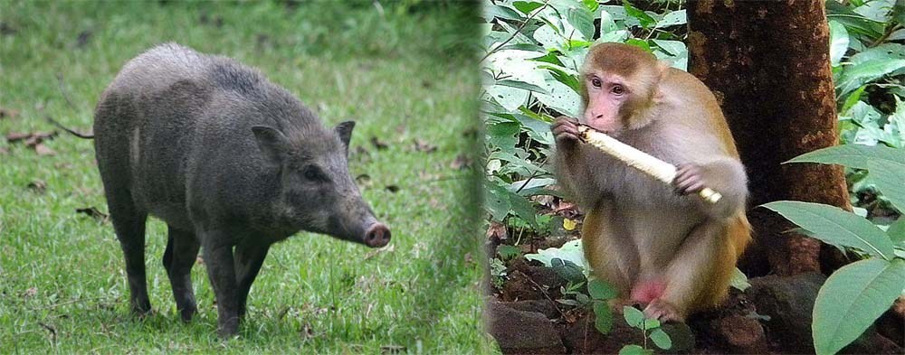 जंगली बँदेल मार्न किसानलाई अनुमति - कृषि पत्रिका