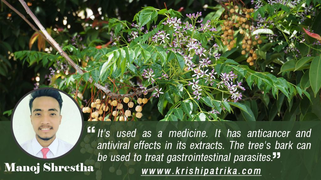 Uses and Importance BAKAINO/Chinaberry (Melia azedarach) and Its ...